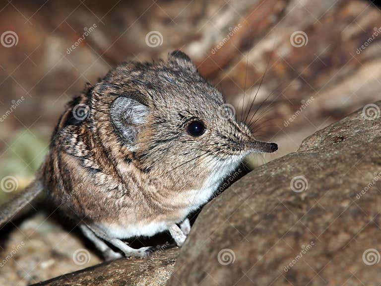 Elephant shrew stock photo. Image of tiny, africa, closeup - 33846828