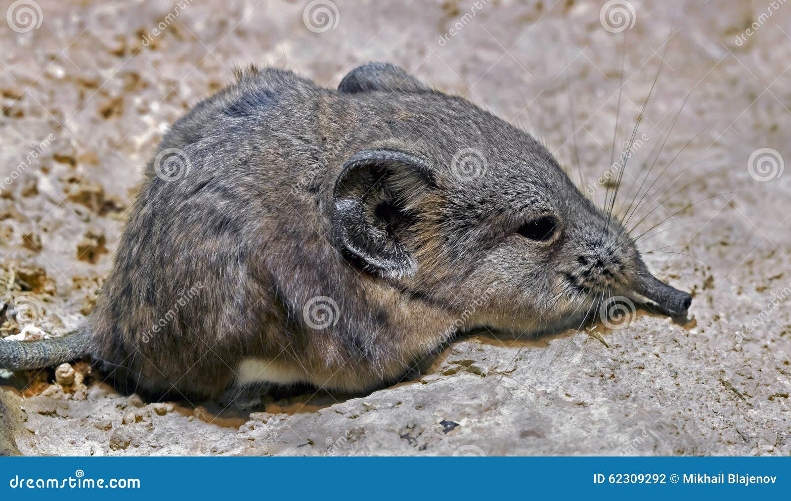 Elephant shrew 3 stock photo. Image of wildlife, environment - 62309292