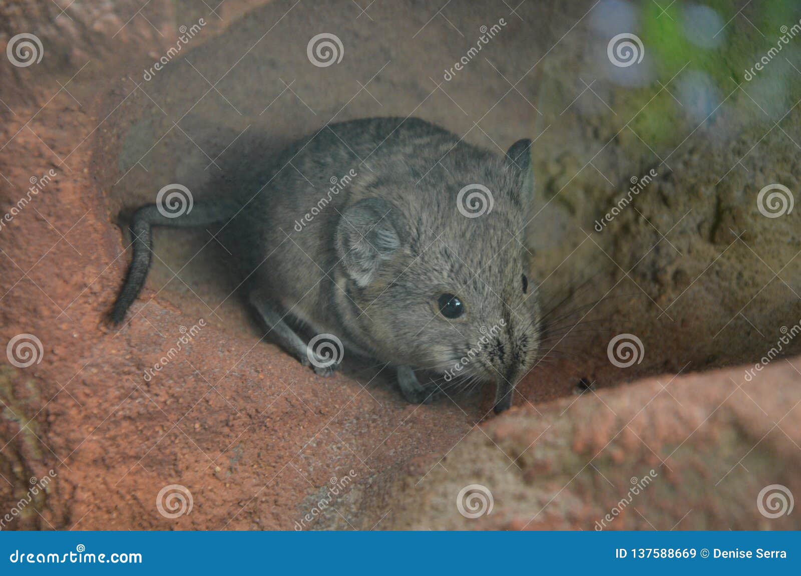 Elephant Shrew - Macroscelides Proboscideus Stock Image - Image of ...