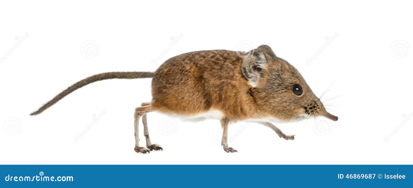 Elephant Shrew - Macroscelides Proboscideus - Isolated On Whitre Stock ...