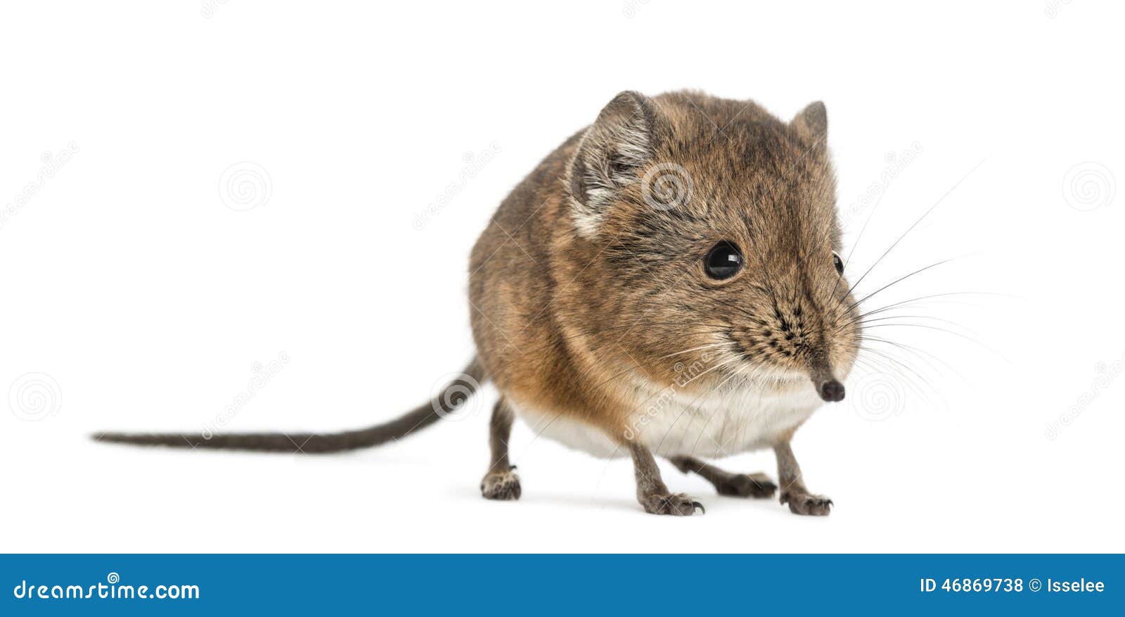 Elephant Shrew - Macroscelides Proboscideus - Isolated on Whitre Stock ...