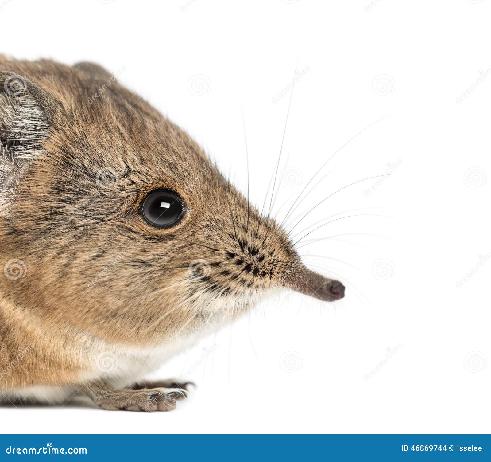 Elephant Shrew - Macroscelides Proboscideus - Isolated on Whitre Stock ...