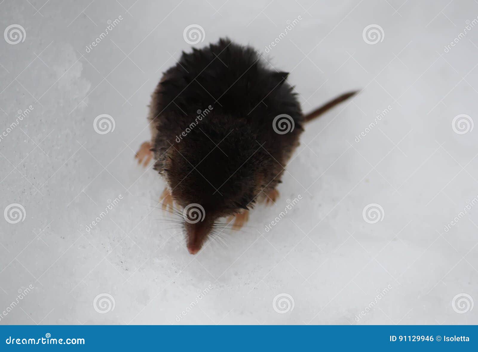 Elephant Shrew. Macroscelides Proboscideus Stock Photo - Image of cute ...