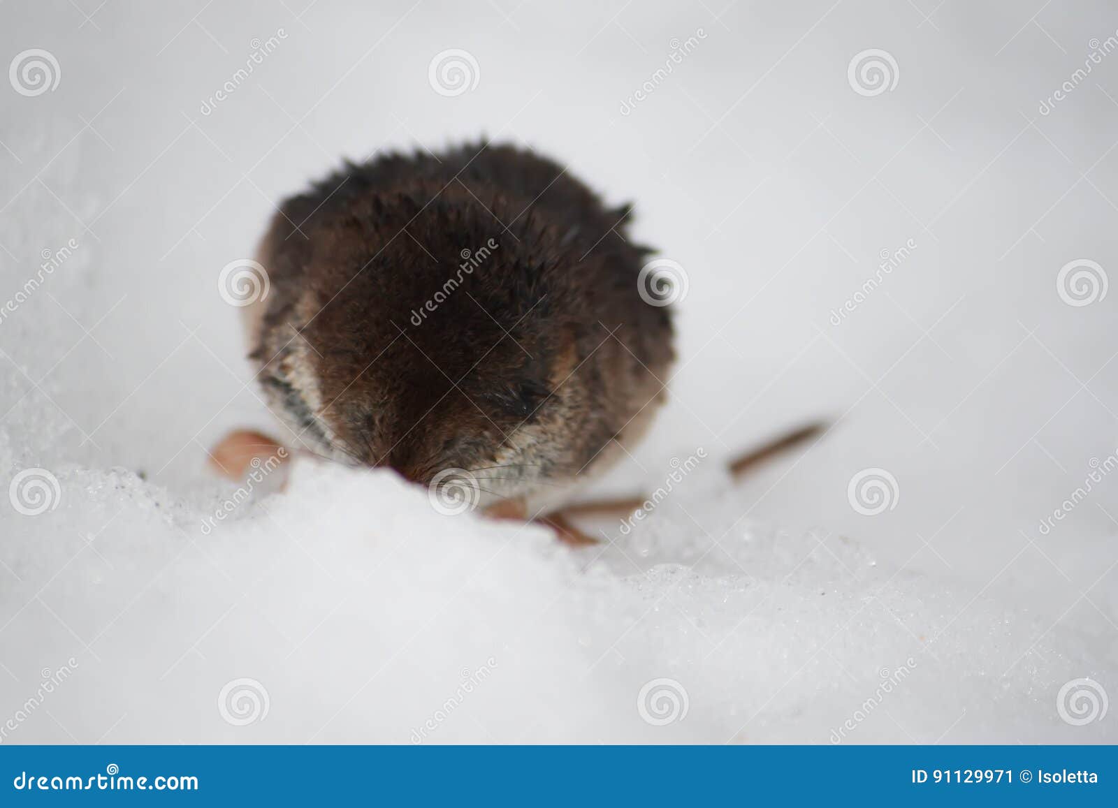 Elephant Shrew. Macroscelides Proboscideus Stock Image - Image of alive ...