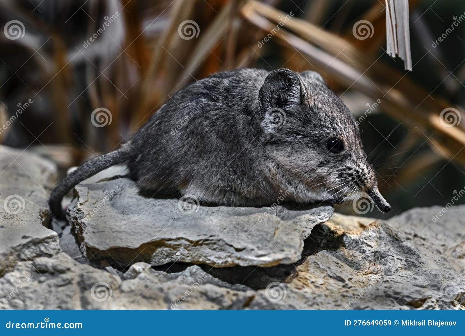 Elephant Shrew Animal Coloring Page Illustration Cartoon Vector ...