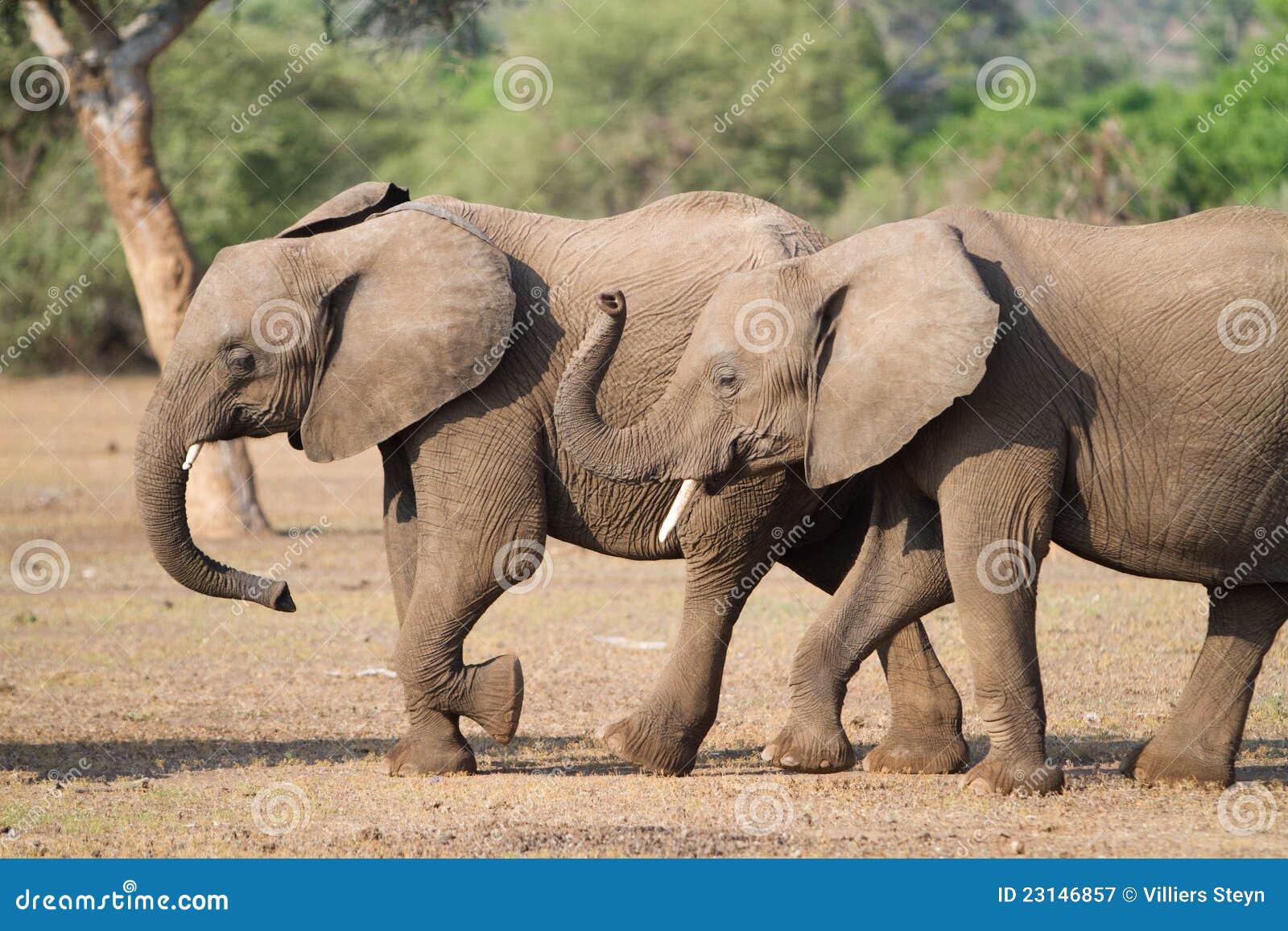 Elephant siblings stock image. Image of smelling, animal - 23146857