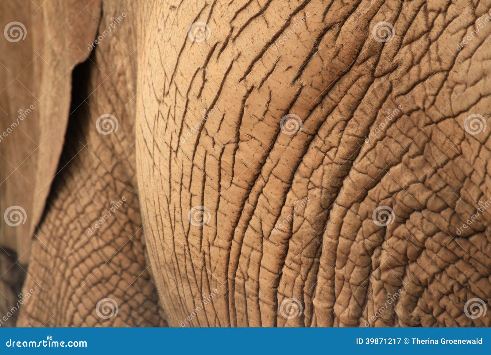 Elephant stock image. Image of nature, elephant, rear - 39871217