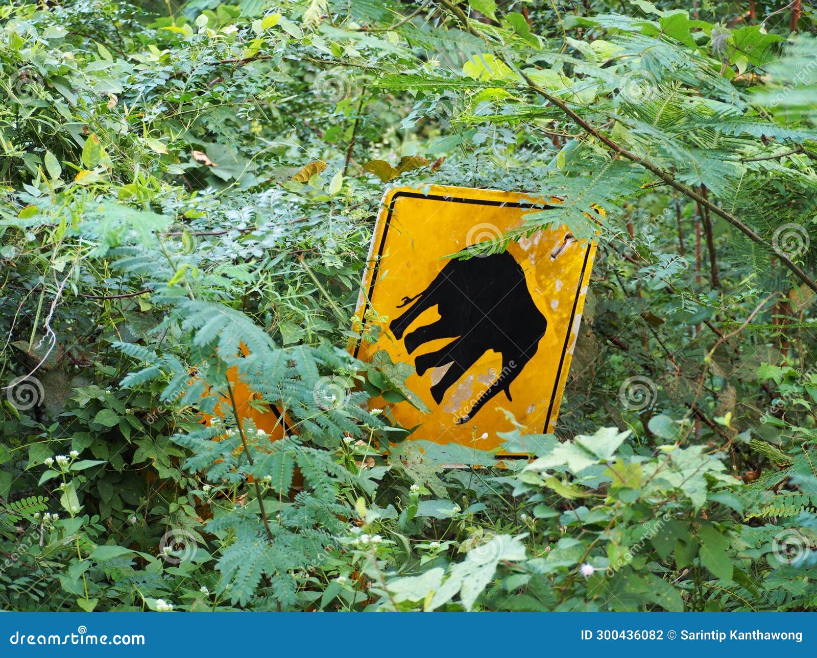 An Elephant Sign Falls in the Middle of the Forest. Stock Photo - Image ...