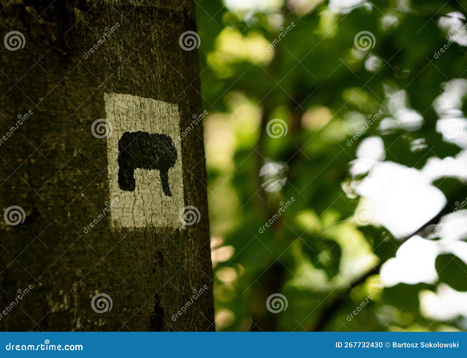 Elephant Sign on a Tree in the Forest, Close-up Stock Photo - Image of ...