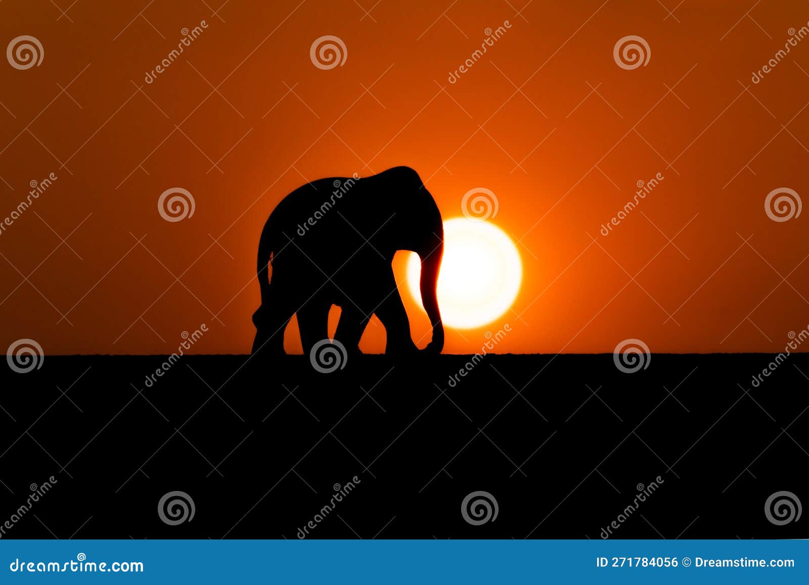 Elephant Silhouette with Sun during Sunset and Horizon and Orange ...