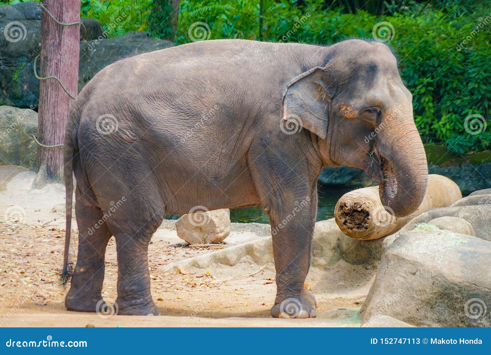 Elephant Singapore Zoo stock image. Image of elephant - 152747113