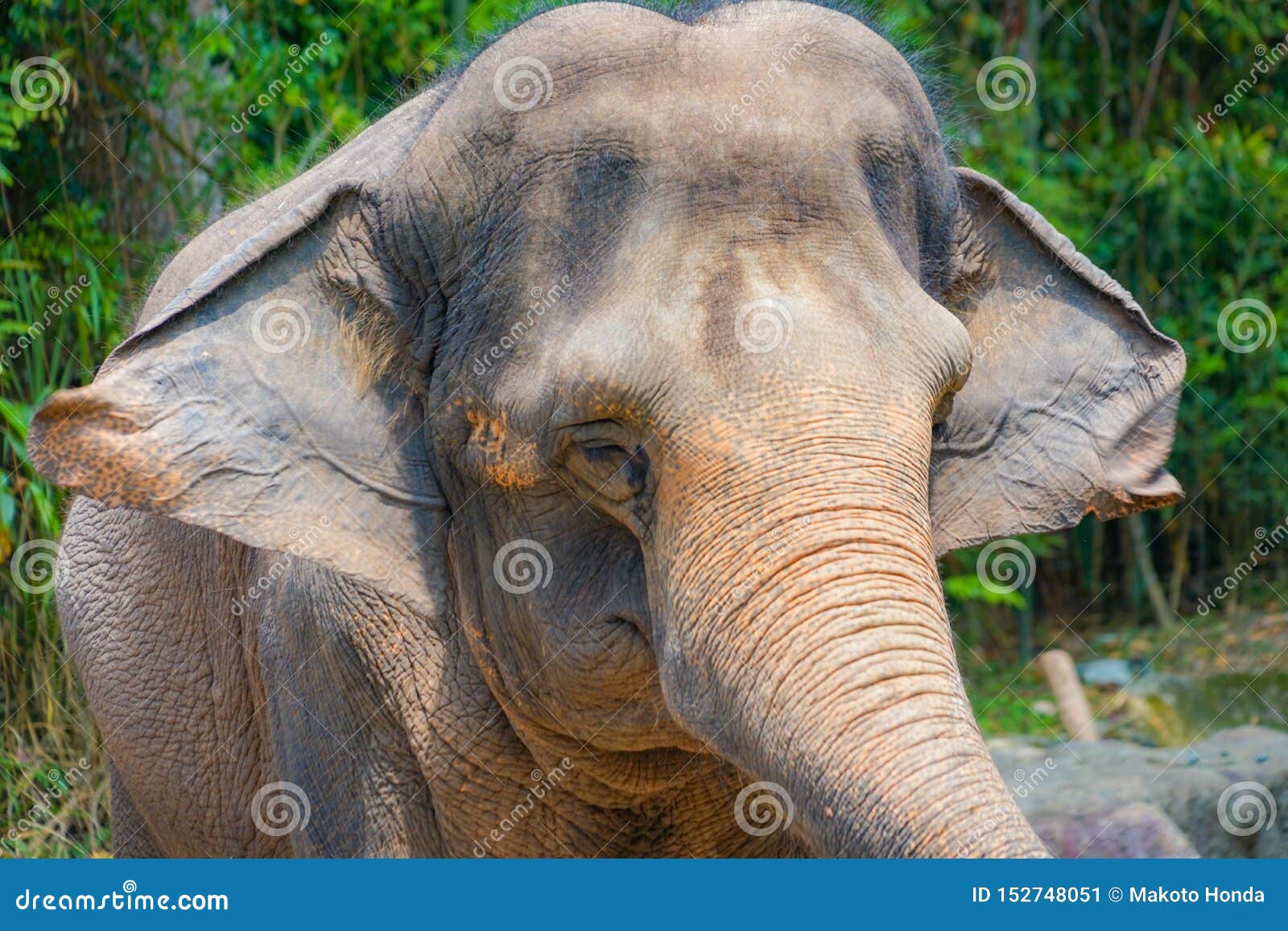Elephant Singapore Zoo stock image. Image of creatures - 152748051