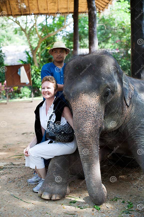 Elephant sit editorial photo. Image of plants, walking - 27701731