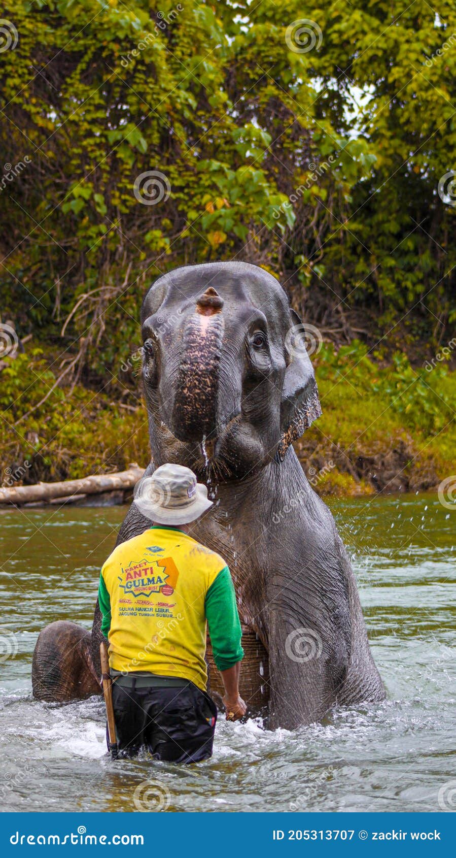 The Elephant Sits in the River in Front of the Elephant Keeper ...