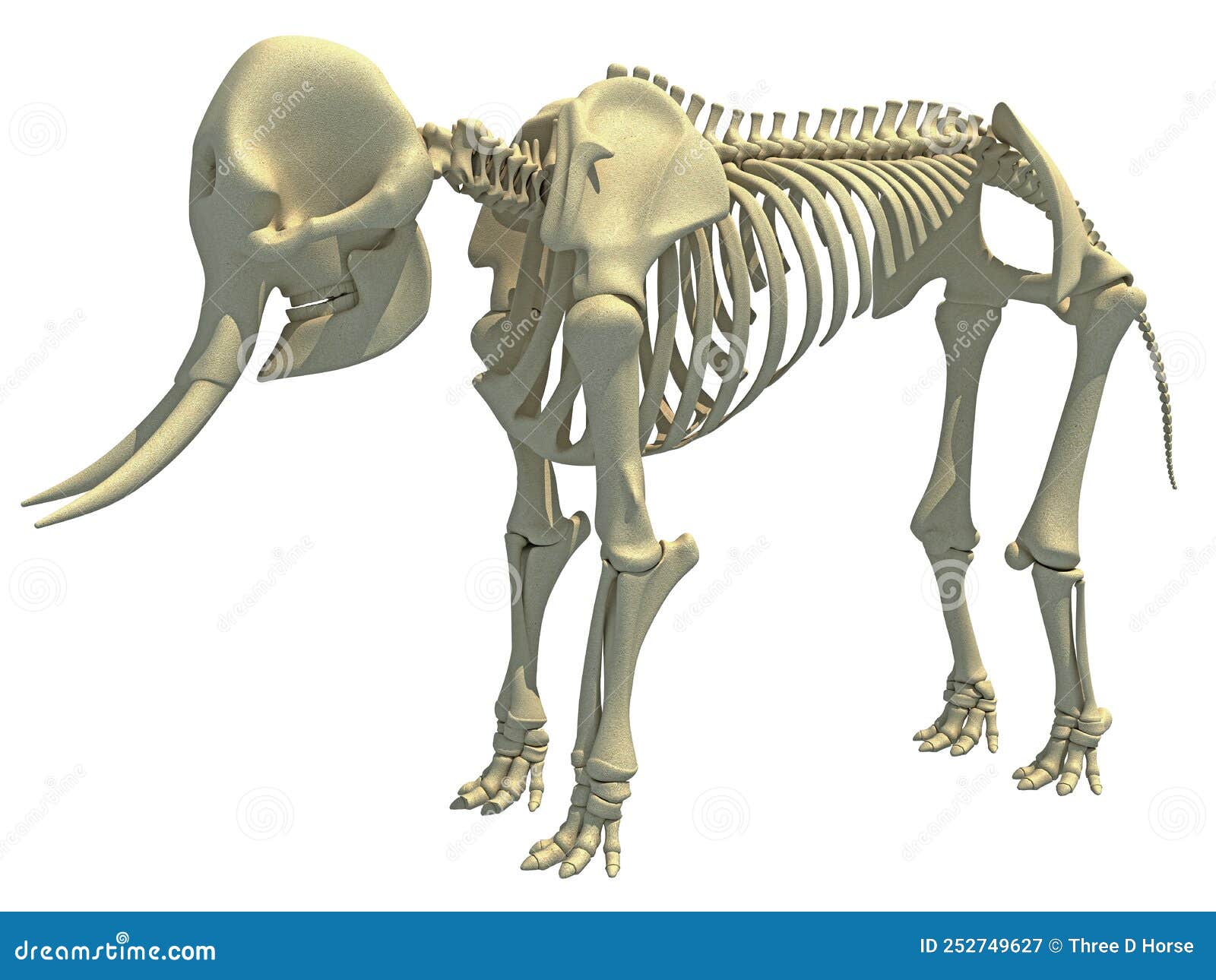 Elephant Skeleton 3D Rendering Stock Illustration - Illustration of ...