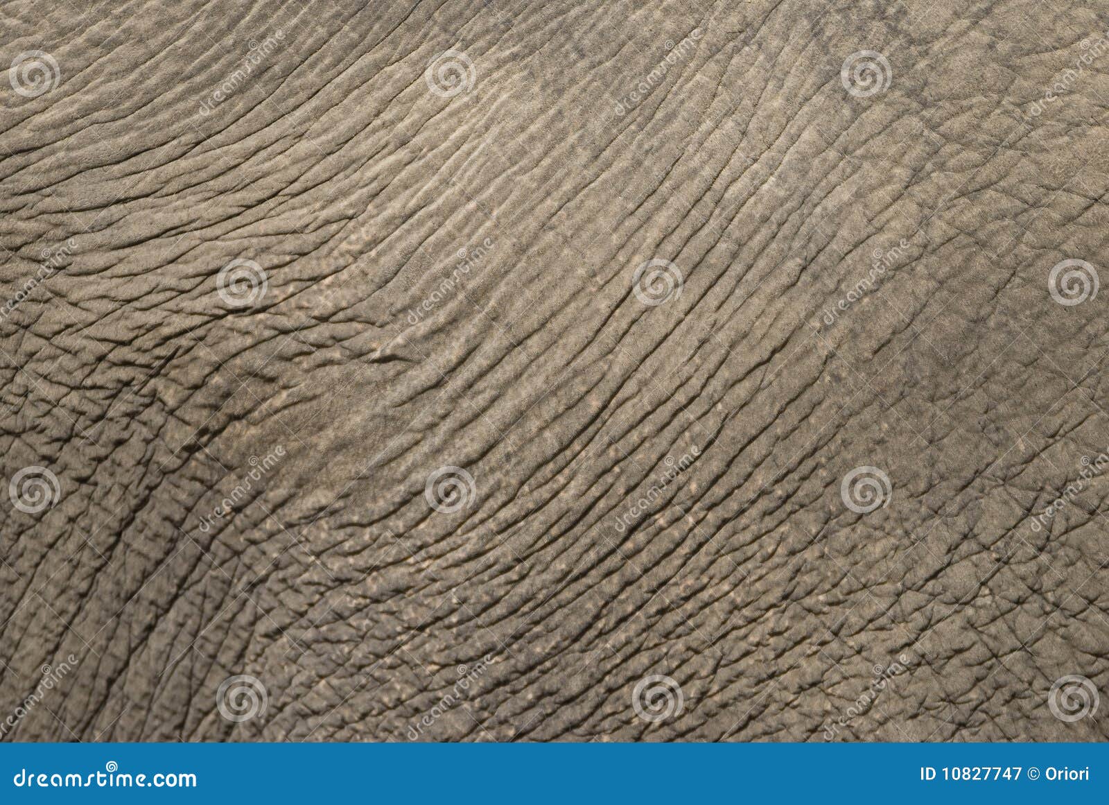 Elephant Skin Texture Coated With Red Dry Mud Royalty-Free Stock Image ...