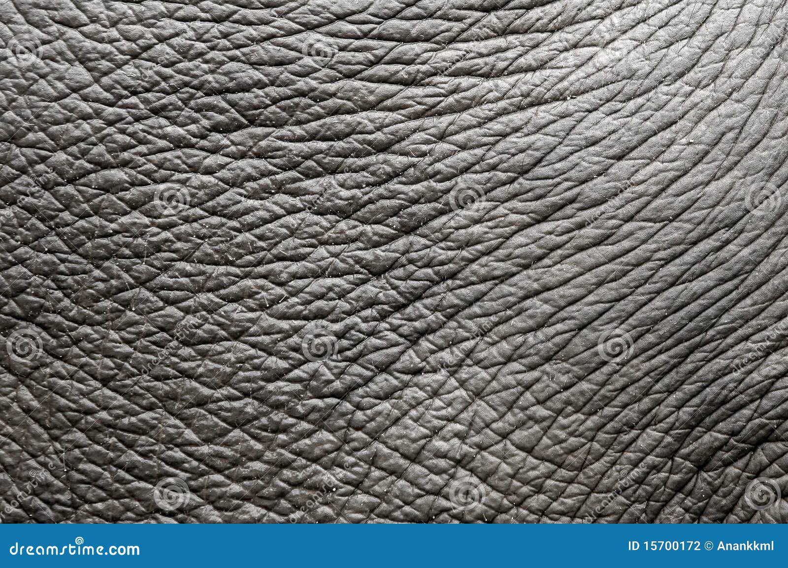 Elephant skin stock photo. Image of outdoors, abstract - 15700172