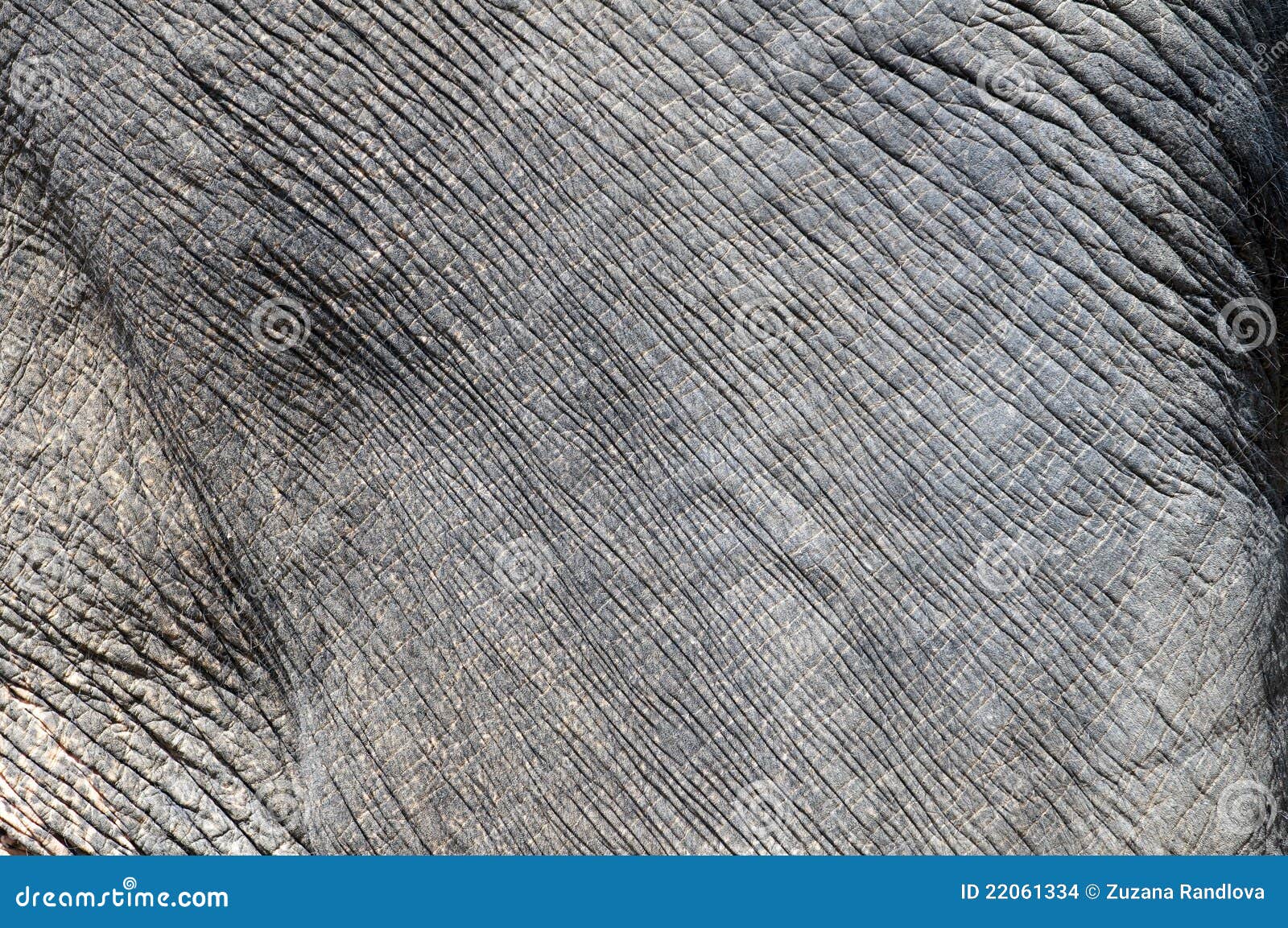 Elephant skin stock photo. Image of grey, brown, color - 22061334