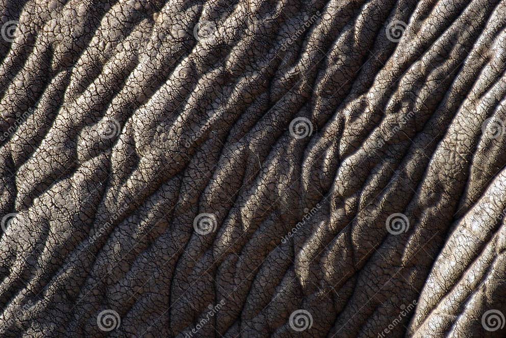 Elephant Skin stock photo. Image of detail, skin, wildlife - 329720