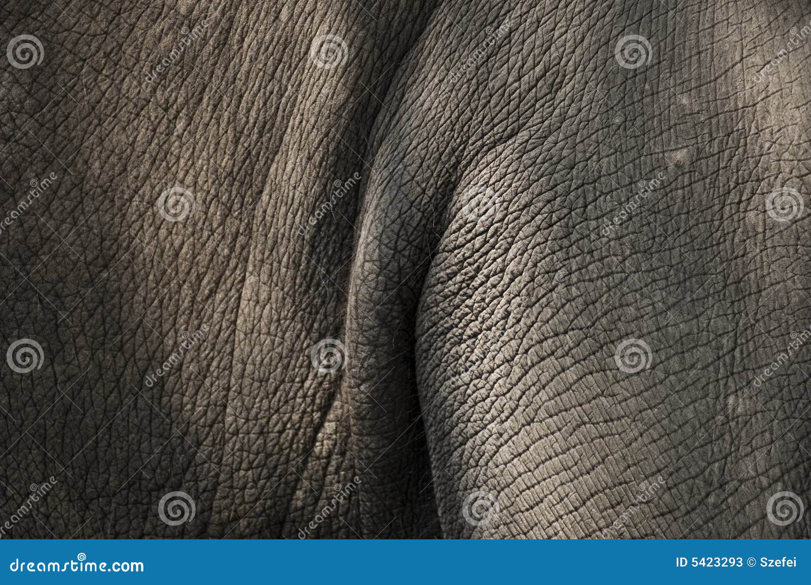 Elephant skin stock image. Image of skin, hunt, safari - 5423293