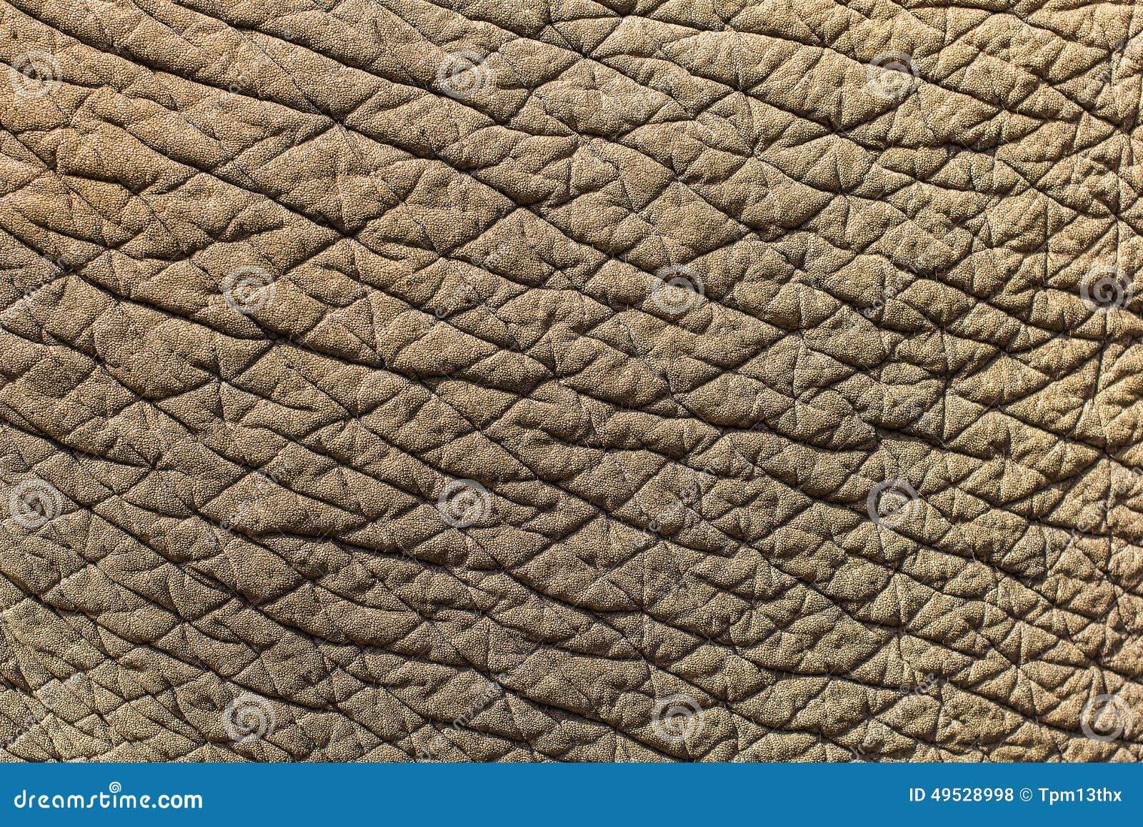 Elephant skin stock photo. Image of people, animal, abstract - 49528998
