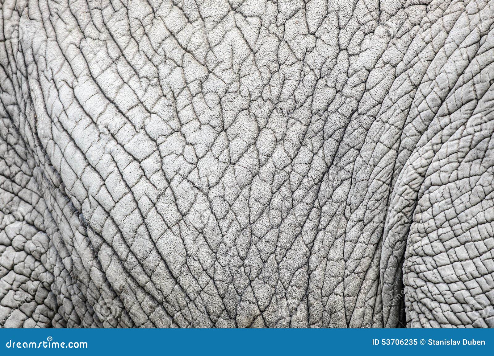 Elephant Skin Nature Pattern Stock Image - Image of pattern, decoration ...