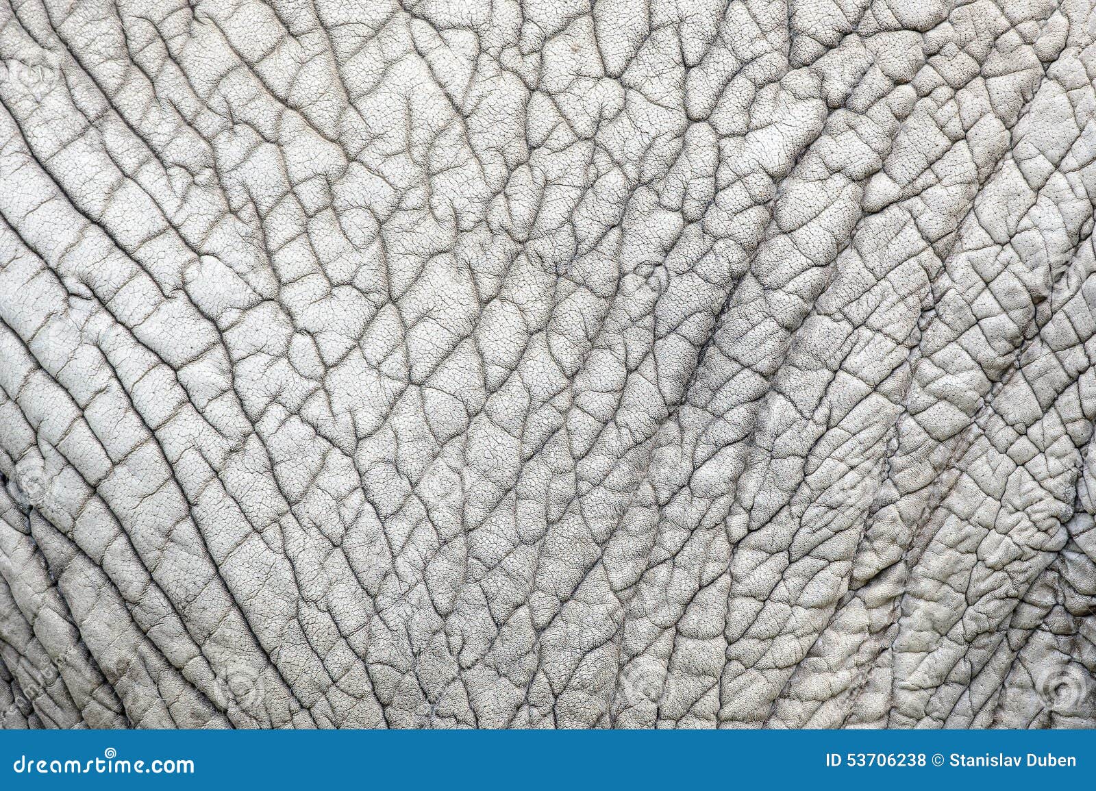 Elephant Skin Nature Pattern Stock Photo - Image of skin, herbivore ...