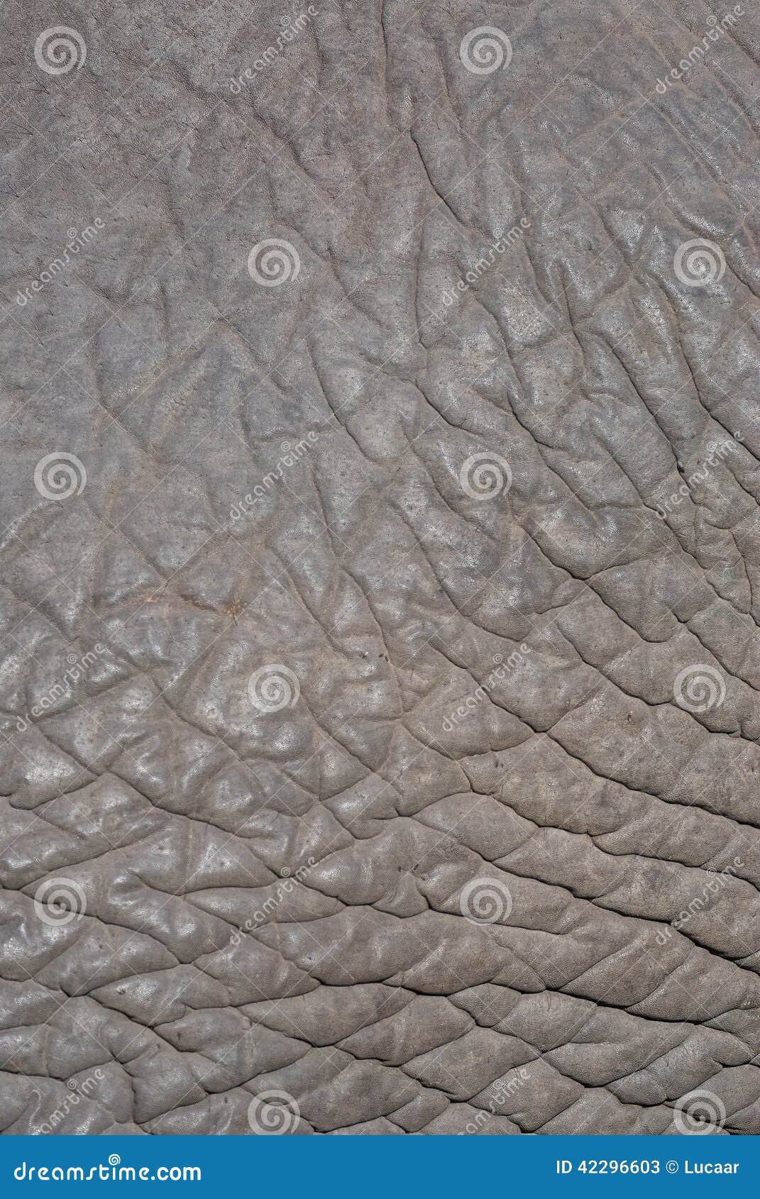 Elephant skin pattern stock image. Image of pattern, five - 42296603