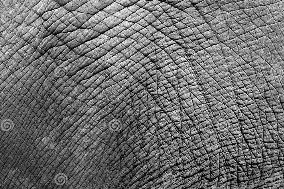 Elephant skin texture. stock image. Image of wildlife - 273512283