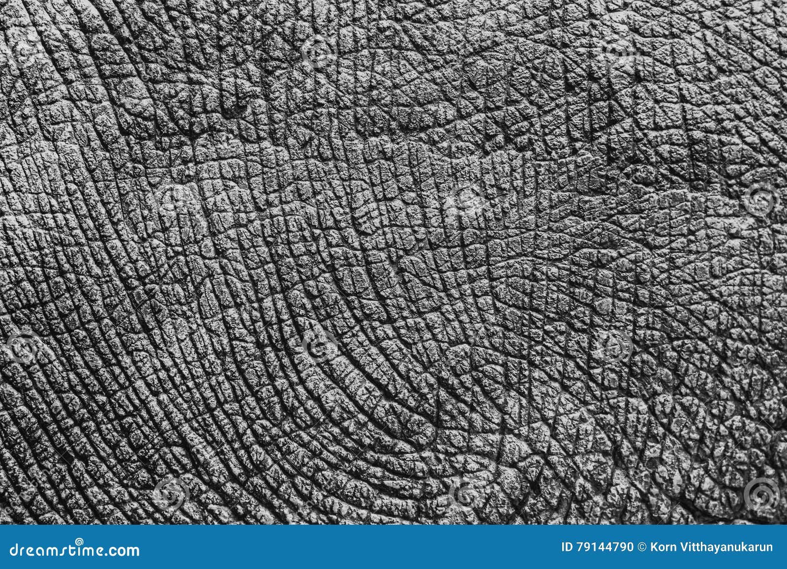 Elephant skin texture. stock photo. Image of safari, natural - 79144790