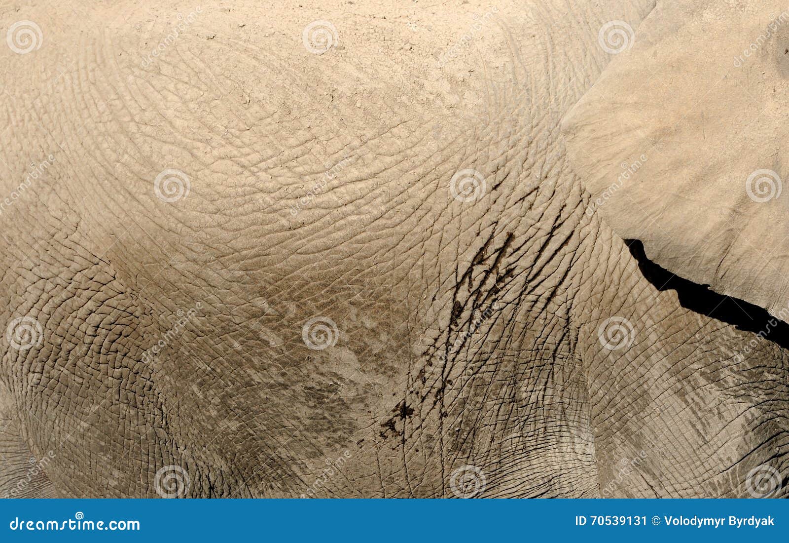 Elephant skin texture stock image. Image of africa, rough - 70539131