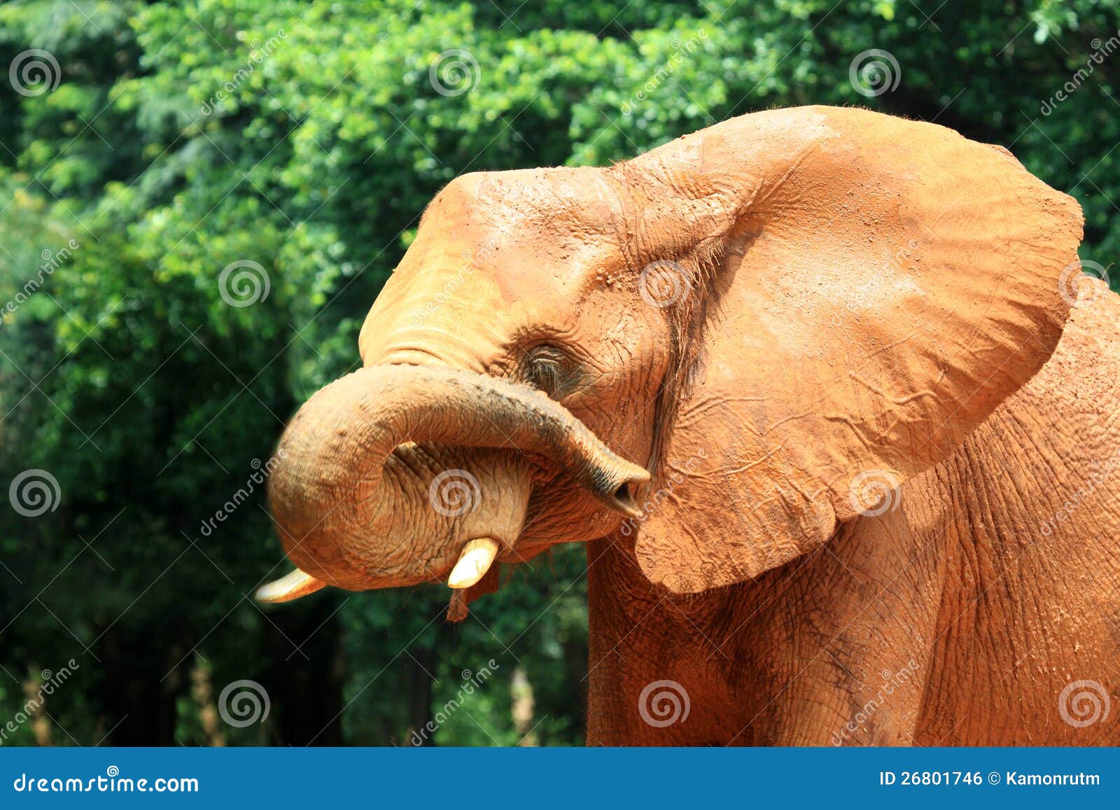 Elephant Skin Texture Coated with Red Dry Mud Stock Photo - Image of ...
