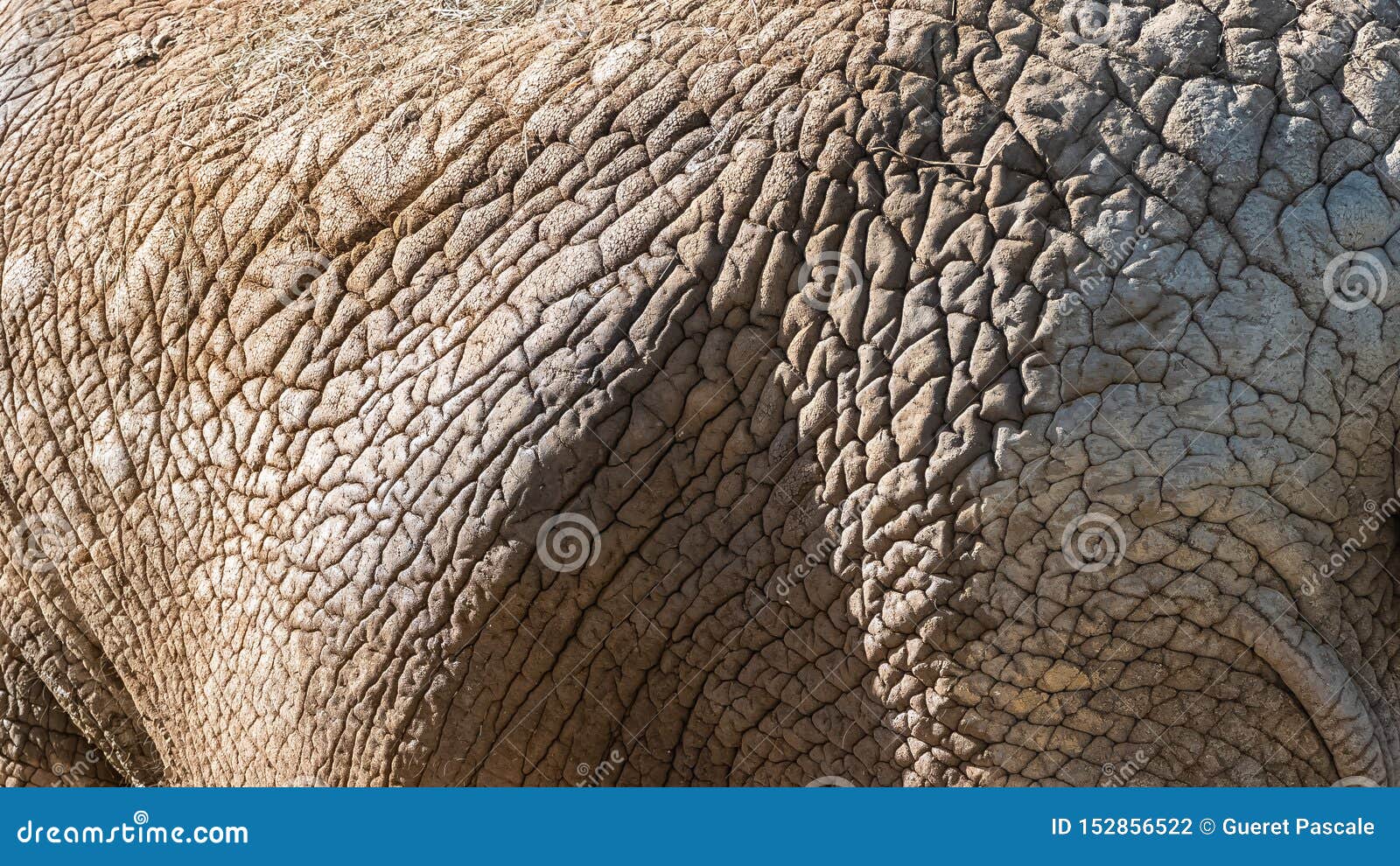 An elephant skin stock photo. Image of isolated, abstract - 152856522