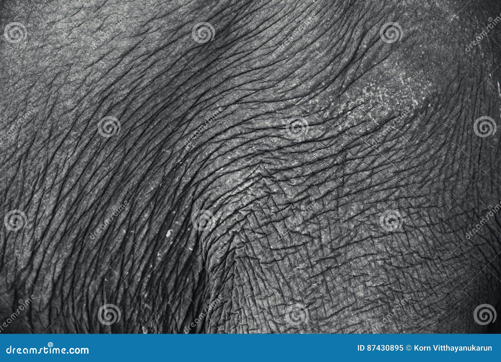 Elephant skin texture. stock image. Image of detail, black - 87430895