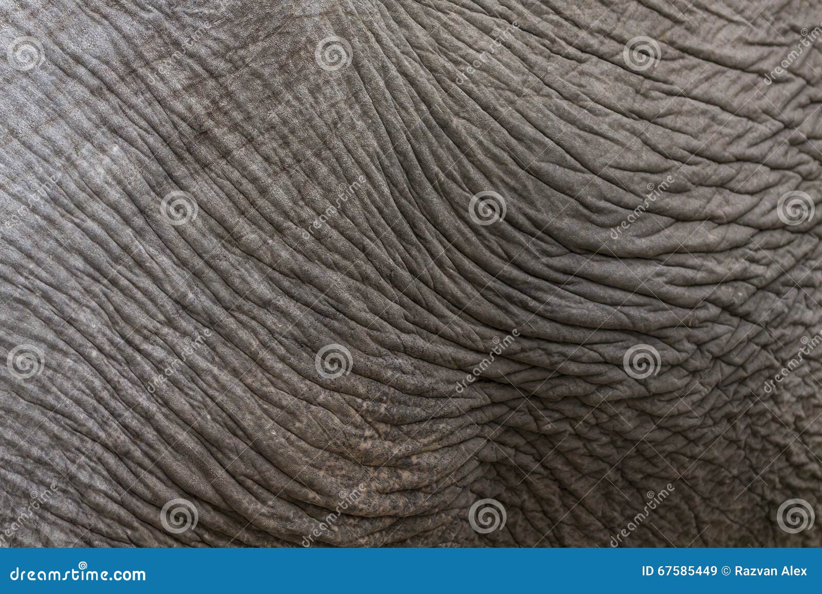 Elephant skin texture stock image. Image of outdoors - 67585449