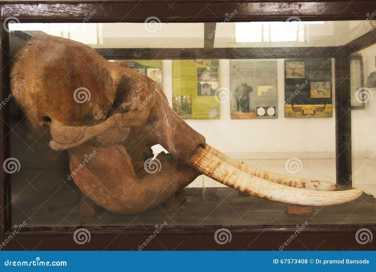 Elephant skull stock photo. Image of exhibition, centre - 67573408