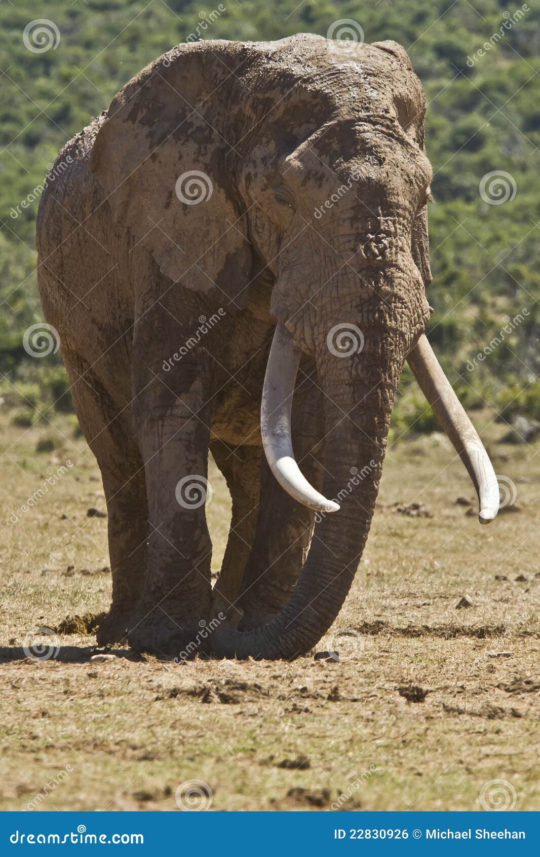 Elephant sleeping stock photo. Image of endangered, front - 22830926