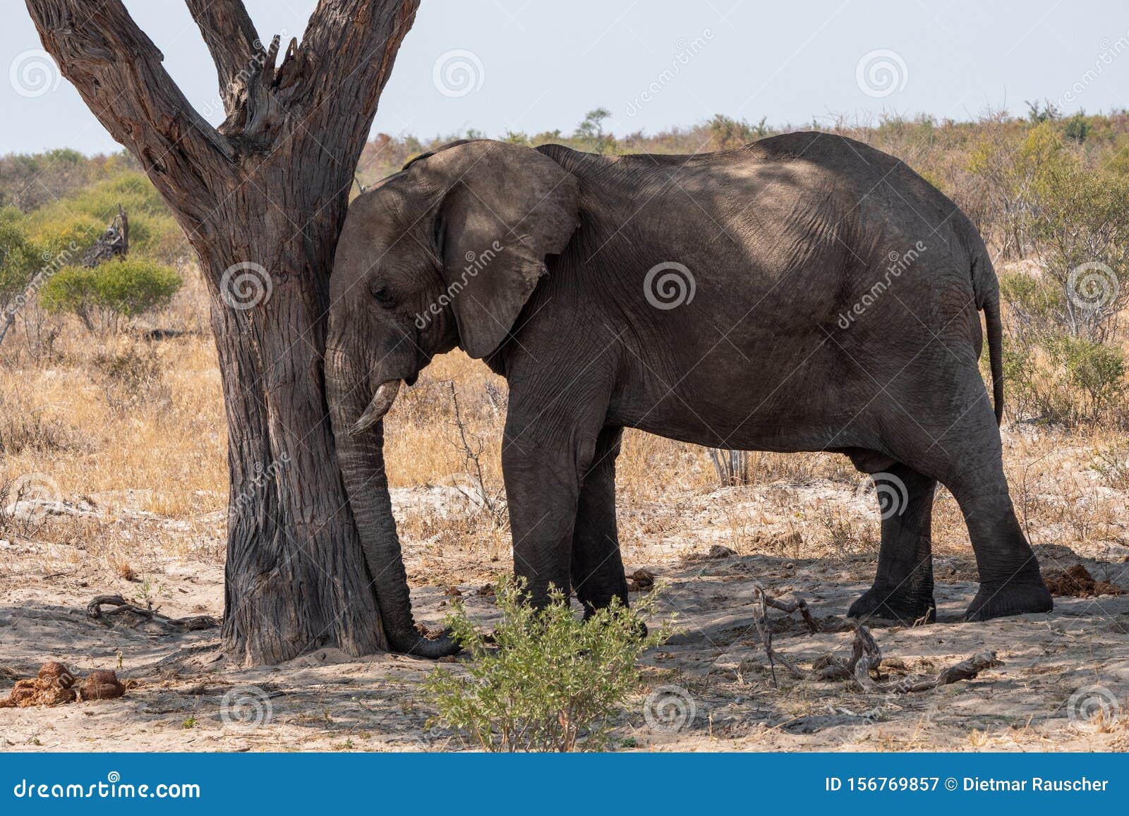 Elephant Sleeping Against a Tree Stock Image - Image of pachyderm ...