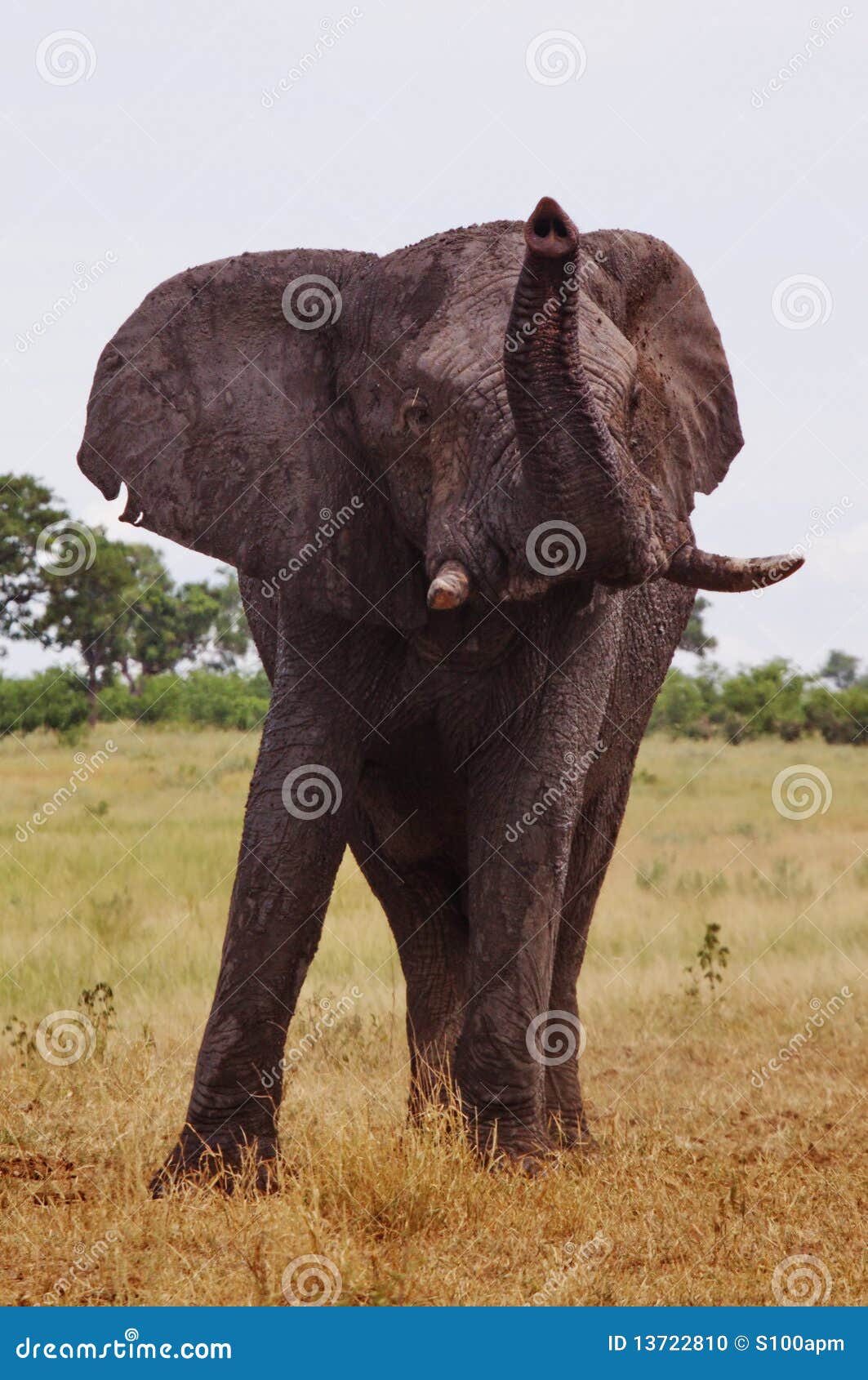 Elephant smelling stock photo. Image of cross, trunk - 13722810
