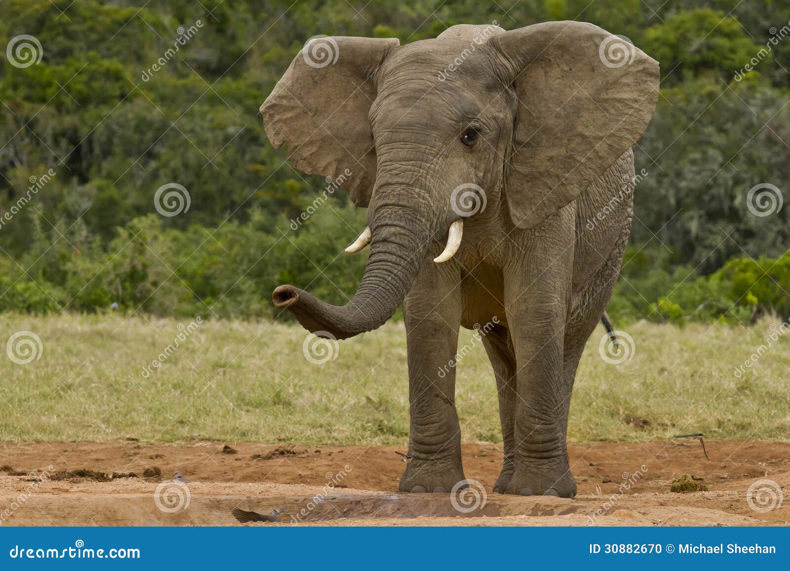Elephant smelling the air stock photo. Image of nature - 30882670