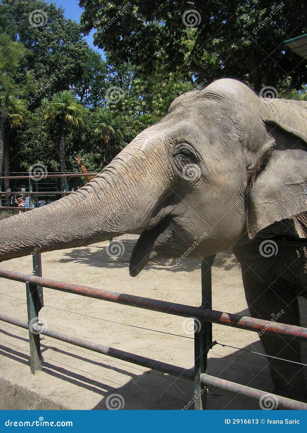 Elephant smile stock image. Image of elephant, largest - 2916613