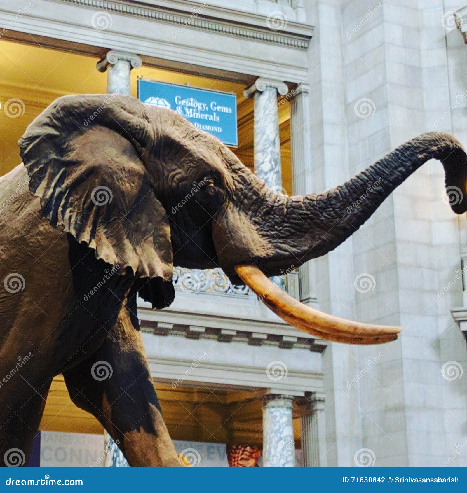 Elephant editorial photography. Image of building, elephant - 71830842