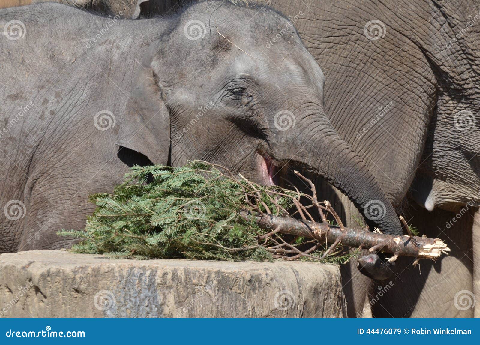 Elephant snack stock image. Image of mouth, young, snacking - 44476079