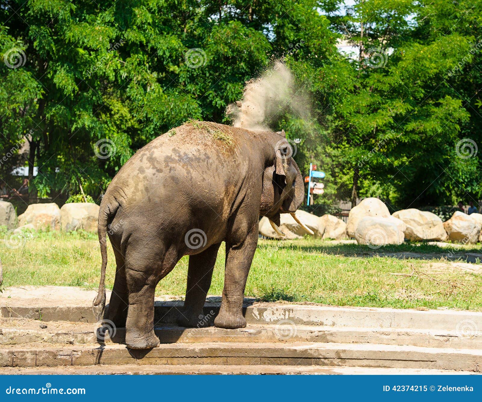 Elephant splashing stock image. Image of nature, large - 42374215