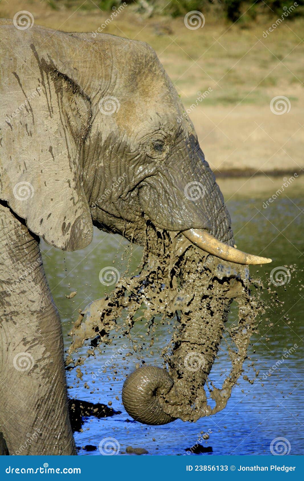 Elephant Splashing in the Water Stock Image - Image of hunt, asian ...