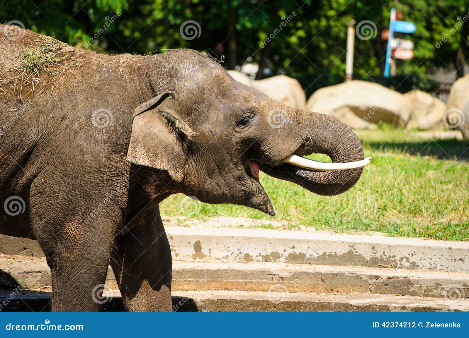 Elephant Splashing with Water Stock Photo - Image of elephant, park ...