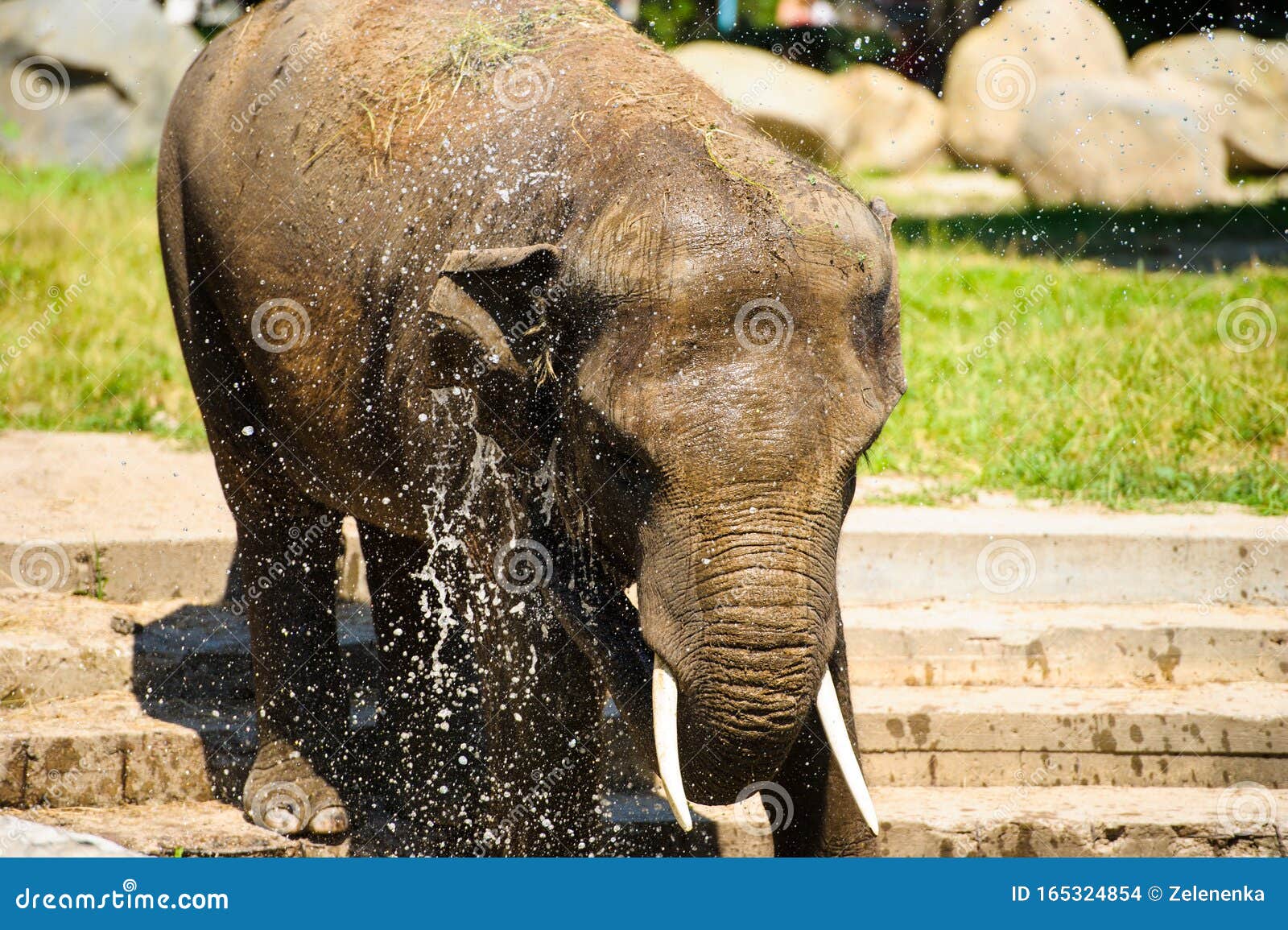 Elephant Splashing with Water Stock Photo - Image of pachyderm, nature ...
