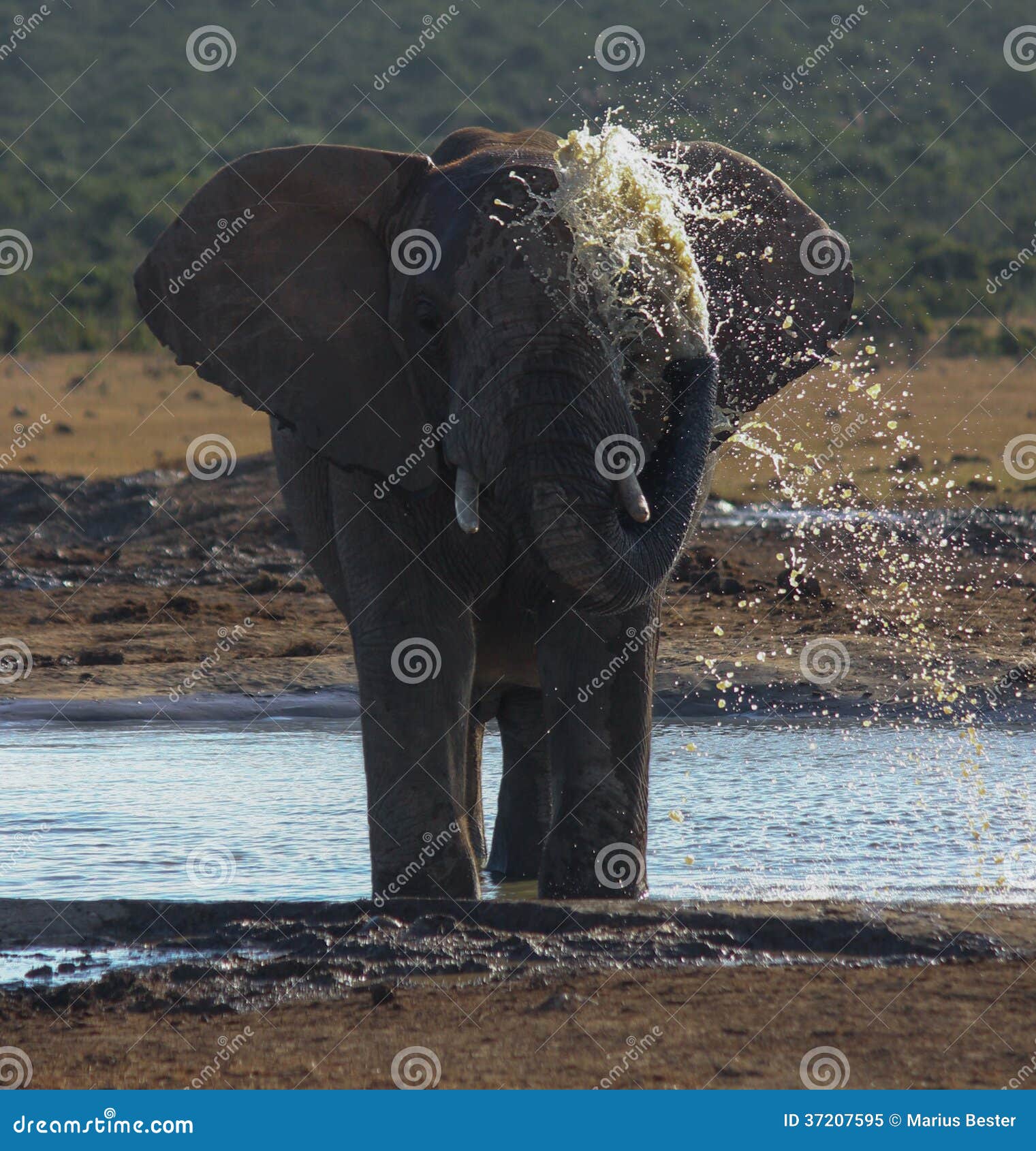 Elephant splashing water stock image. Image of splashing - 37207595
