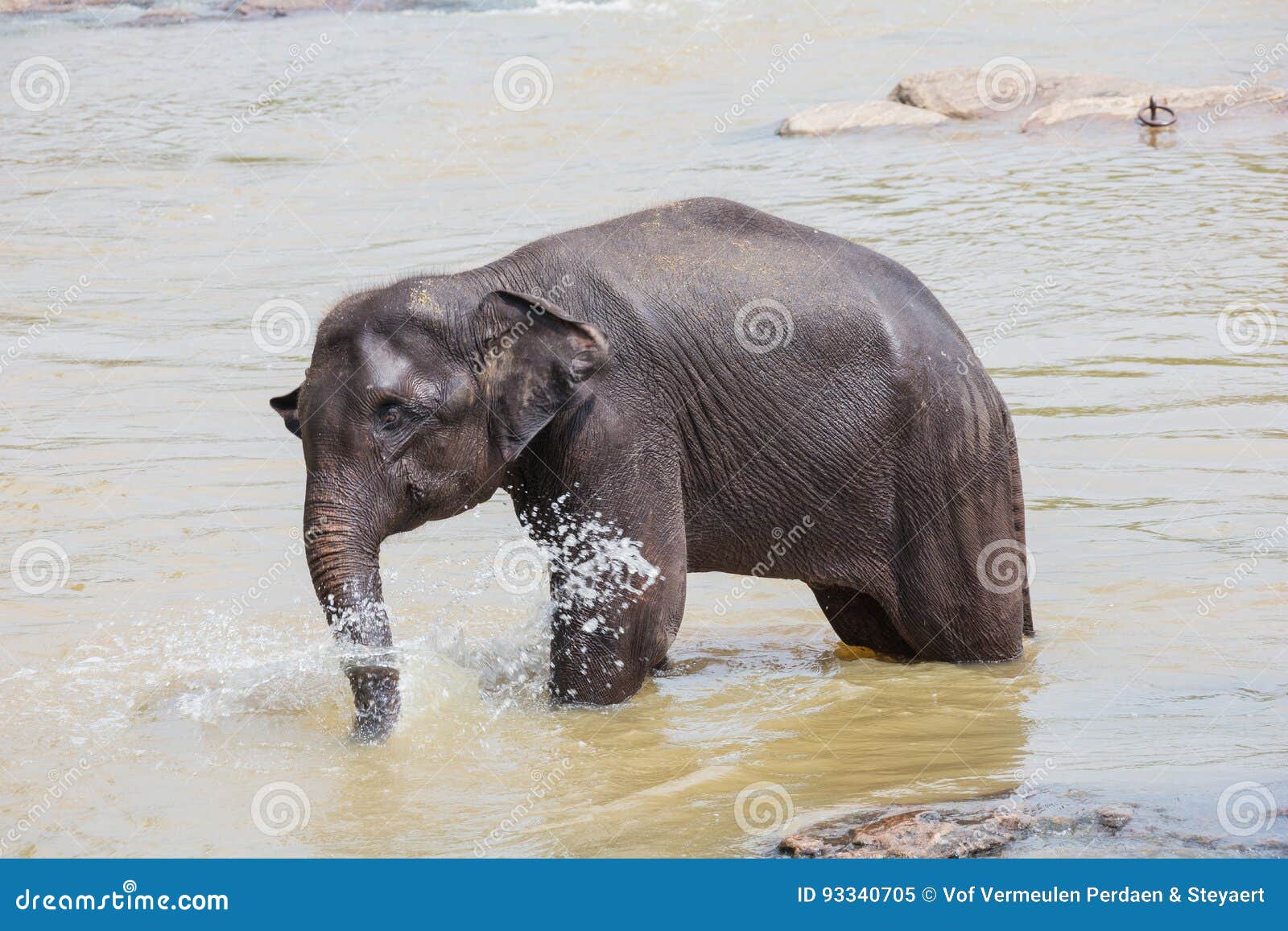 Elephant Splashing with Water Stock Image - Image of herd, bathing ...