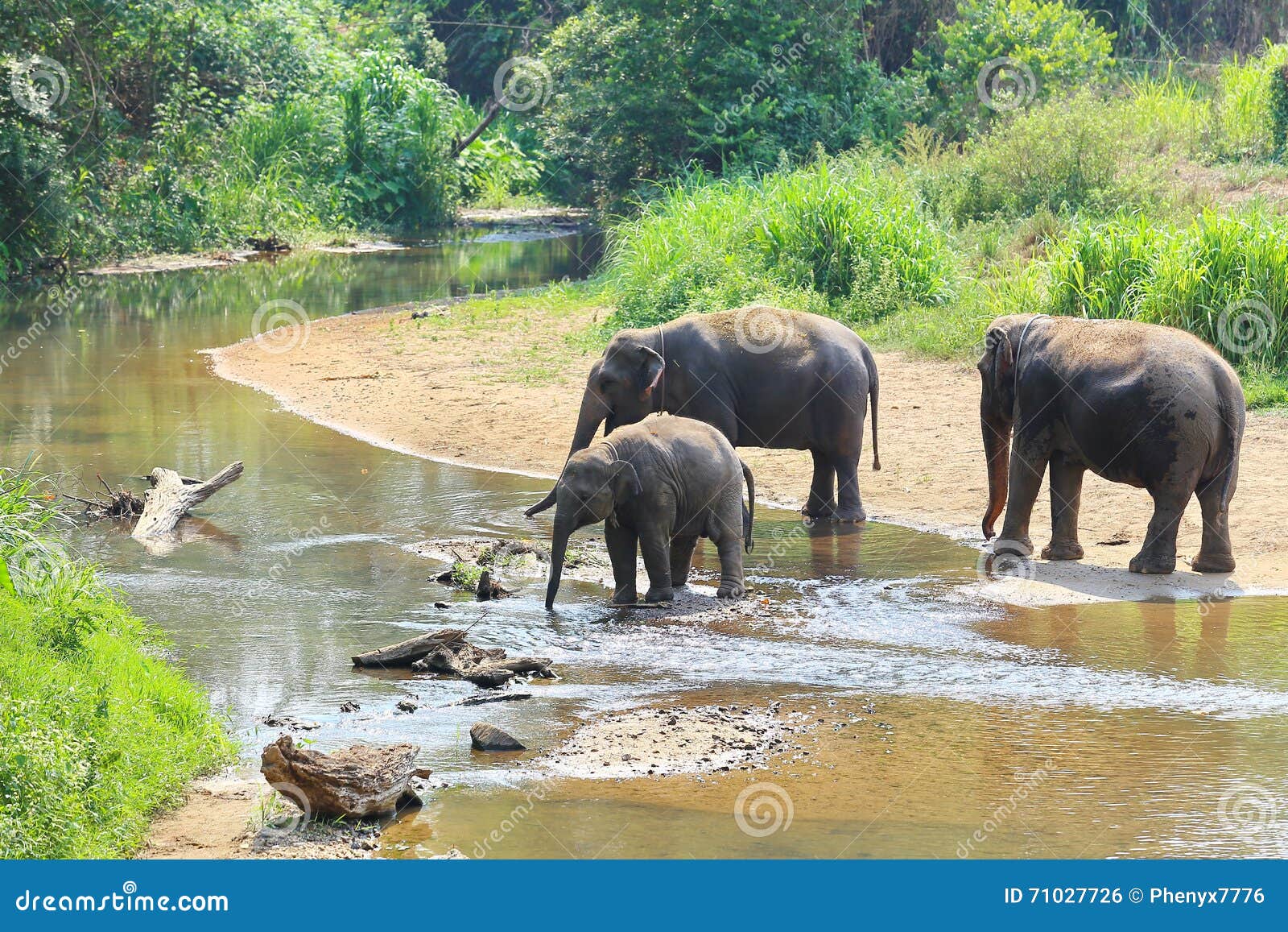 Elephant Splashing with Water Stock Photo - Image of asian, bath: 71027726